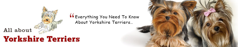 Yorkshire Terrier Rescue and adoption- Giving a yorkie a second chance