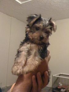 Liver shunts in yorkies...