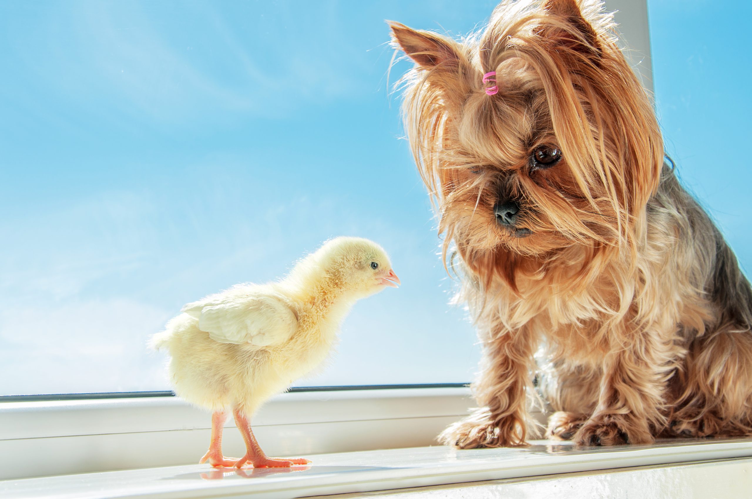 Yorkies and other pets - do they get along?